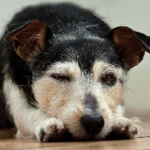 Dog face Labeled Image Dataset | images.cv