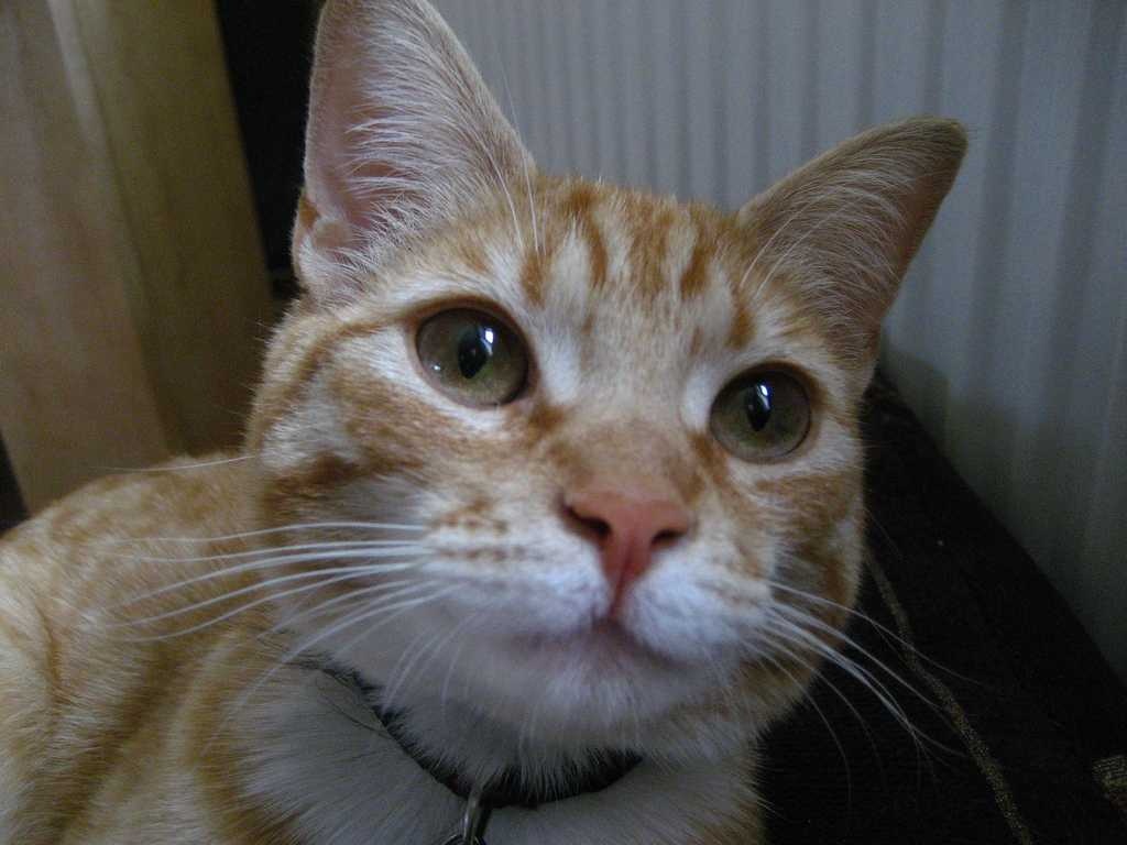 Cat Labeled Image Dataset | images.cv