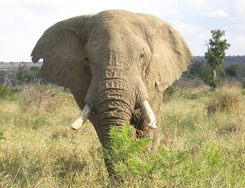 African elephant labeled image dataset | images.cv