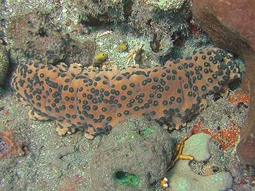 Sea cucumber Labeled Image Dataset | images.cv