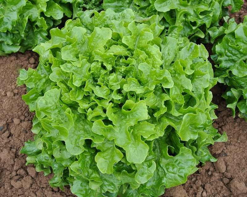 Lettuce Labeled Image Dataset | images.cv
