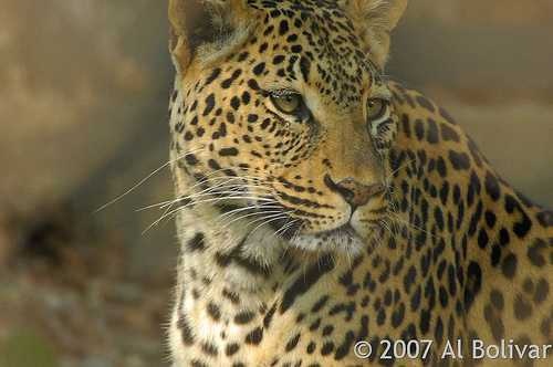 Leopard Labeled Image Dataset | images.cv
