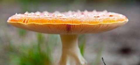 Mushroom Labeled Image Dataset | images.cv