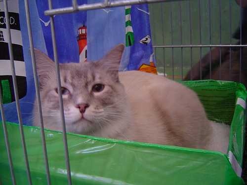 Cat Labeled Image Dataset | images.cv