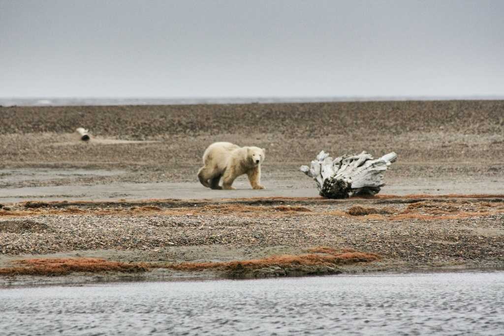 Polar bear Labeled Image Dataset | images.cv