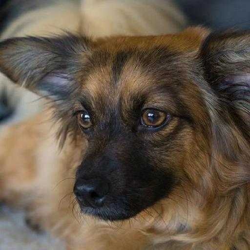 Dog Labeled Image Dataset | images.cv