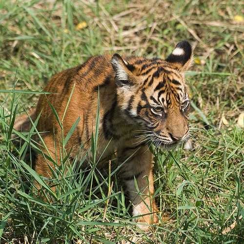 Tiger Labeled Image Dataset | images.cv