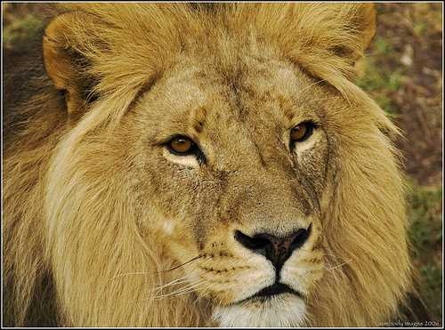 Lion labeled image dataset | images.cv