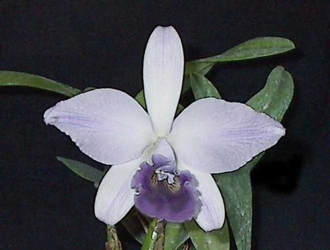 Ruby lipped cattleya Labeled Image Dataset | images.cv