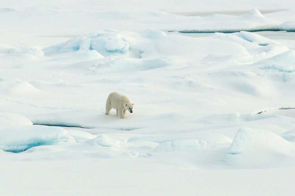 Polar bear Labeled Image Dataset | images.cv