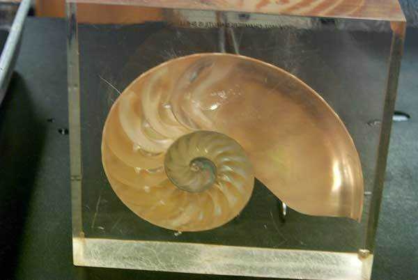 Chambered nautilus Labeled Image Dataset | images.cv