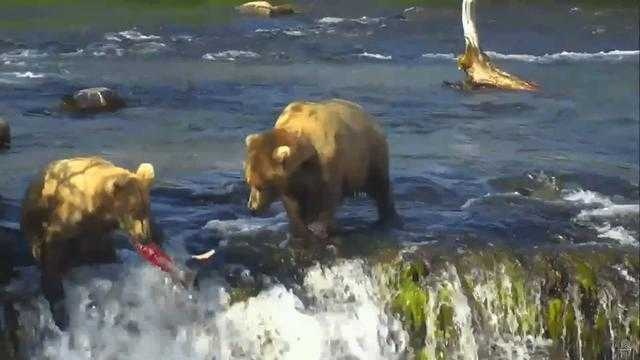 Bear labeled image dataset | images.cv