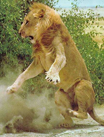 Lion Labeled Image Dataset | images.cv