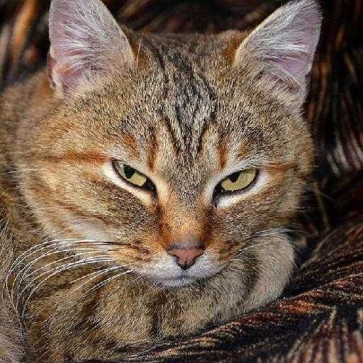 Cat Labeled Image Dataset | images.cv