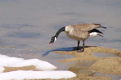 Goose Labeled Image Dataset | images.cv