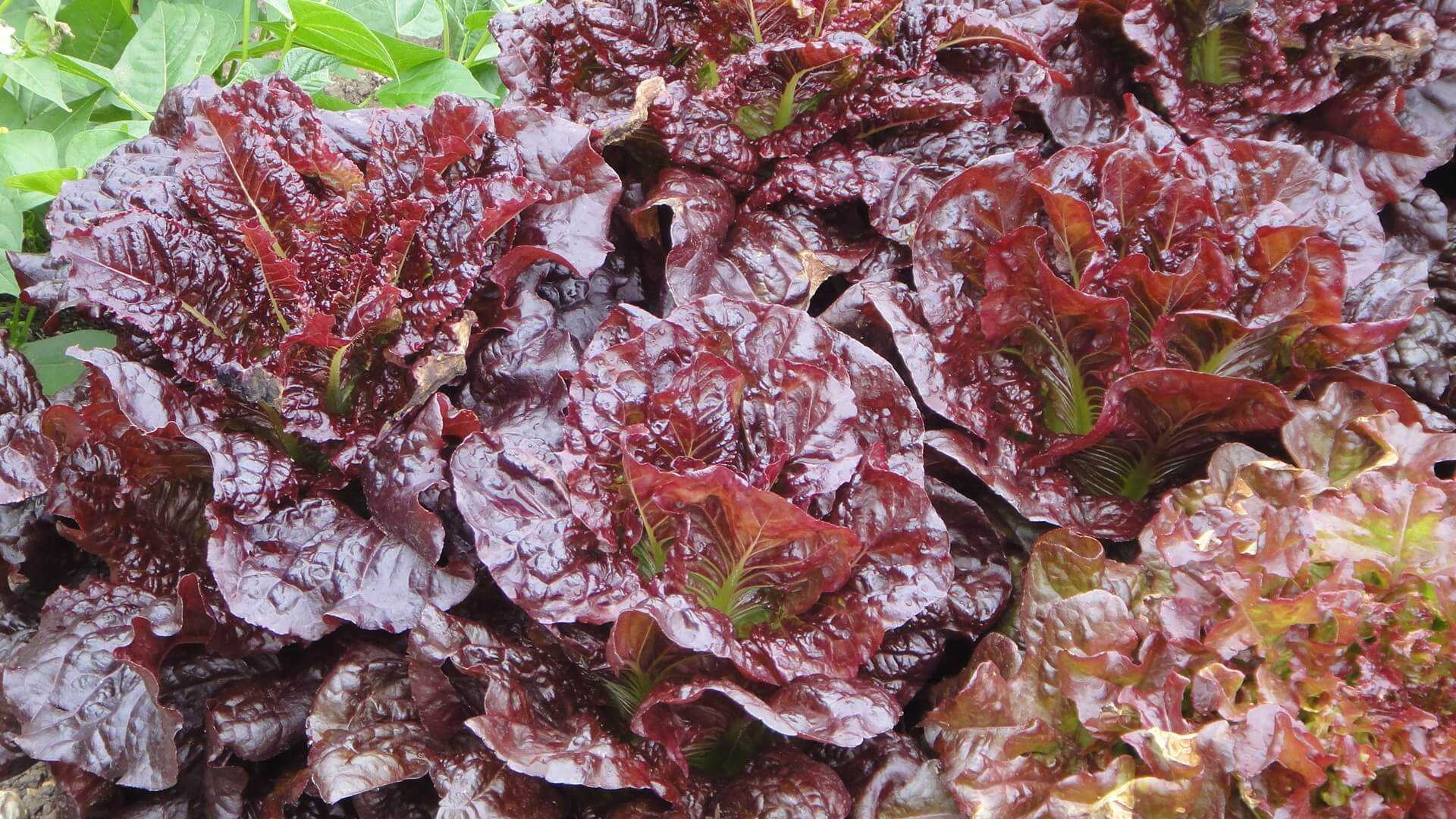 Lettuce Labeled Image Dataset | images.cv