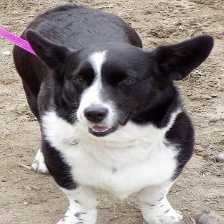 Download Corgi labeled image classifcation dataset labeled image dataset