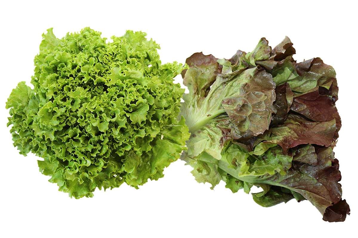 Lettuce Labeled Image Dataset | images.cv