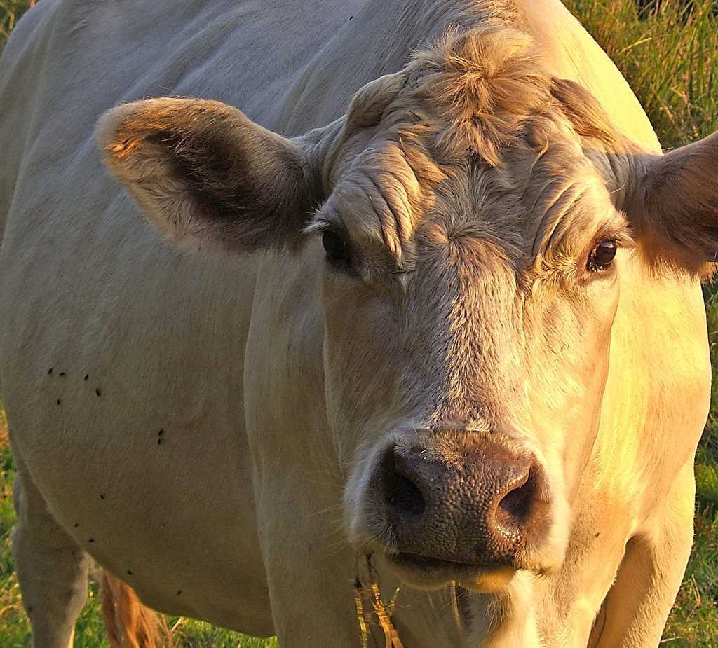 Download Cattle labeled image classifcation dataset labeled image dataset