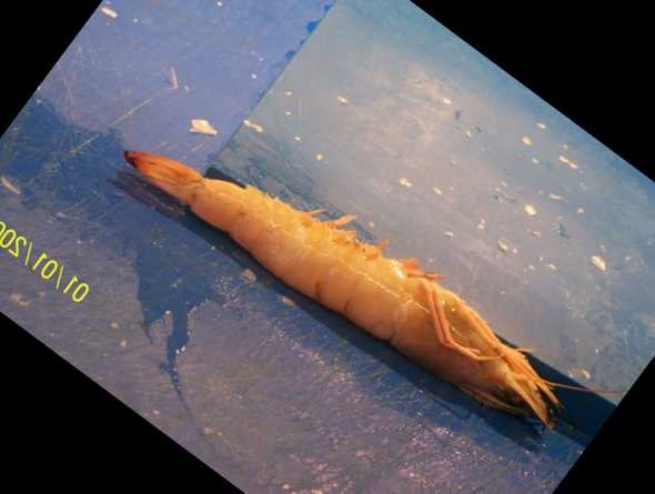 Shrimp Labeled Image Dataset | images.cv