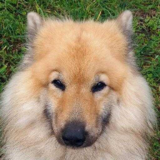 Dog Labeled Image Dataset | images.cv