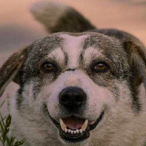 Download Animal-faces labeled image classifcation dataset labeled image ...