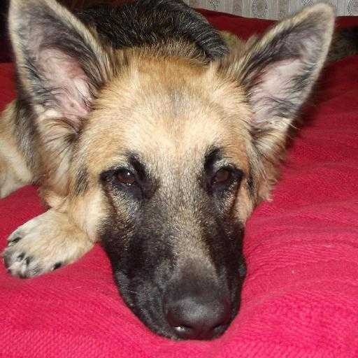 Dog face Labeled Image Dataset | images.cv