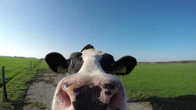 Cow Labeled Image Dataset | images.cv