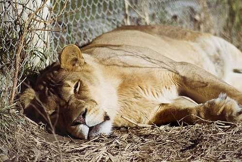 Lion Labeled Image Dataset | images.cv