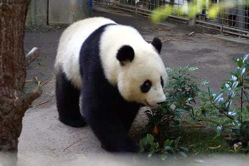 Giant panda Labeled Image Dataset | images.cv