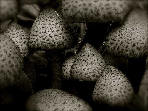 Mushroom labeled image dataset | images.cv