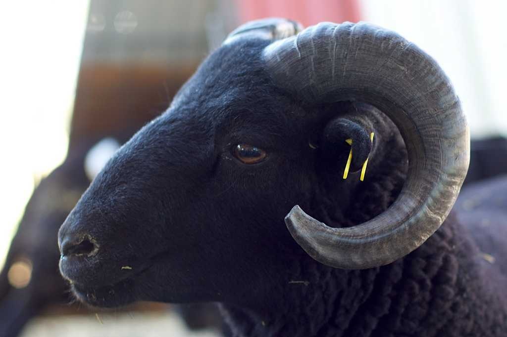 Sheep Labeled Image Dataset | images.cv