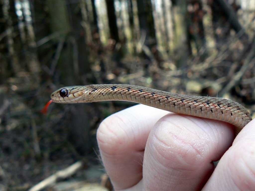 Snake Labeled Image Dataset | images.cv