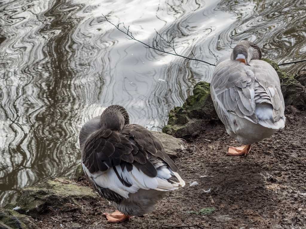 Goose Labeled Image Dataset | images.cv