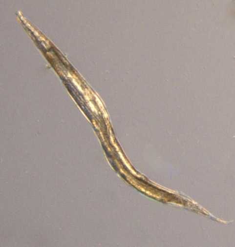 Nematode Labeled Image Dataset | images.cv