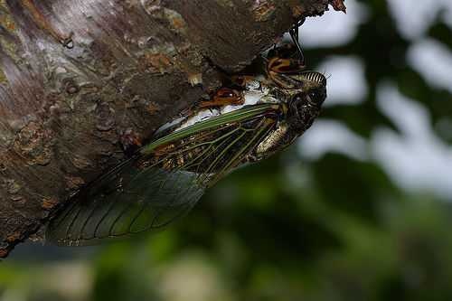 Cicada Labeled Image Dataset | images.cv