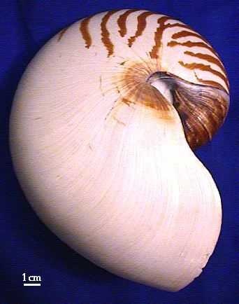 Chambered nautilus Labeled Image Dataset | images.cv