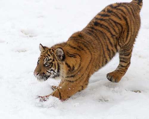 Tiger Labeled Image Dataset | images.cv