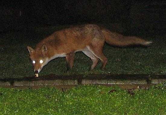 Red fox Labeled Image Dataset | images.cv