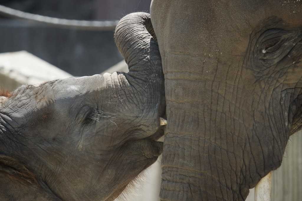 Elephant Labeled Image Dataset | images.cv