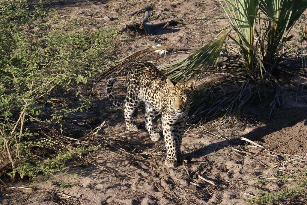 Cheetah Labeled Image Dataset | images.cv