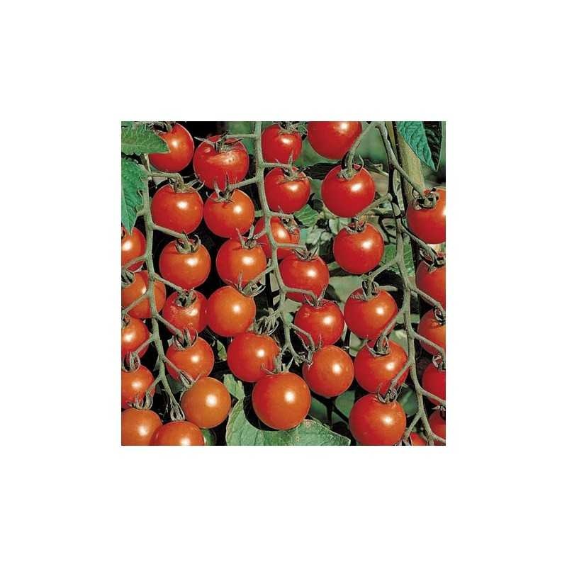 Tomato Labeled Image Dataset | images.cv