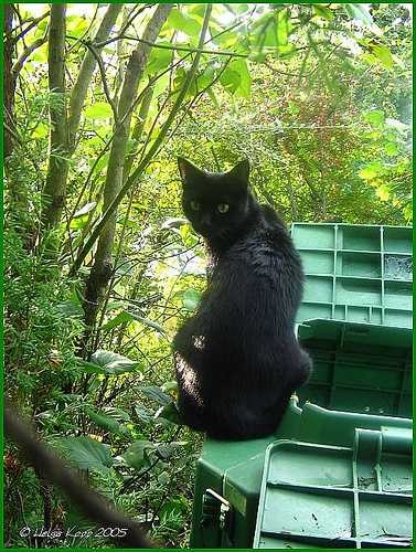 Cat Labeled Image Dataset | images.cv