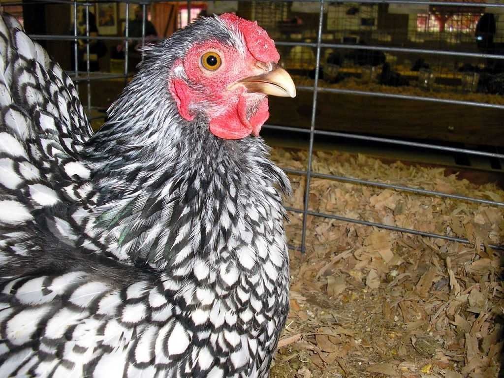 Chicken Labeled Image Dataset | images.cv