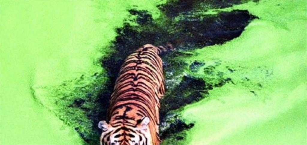 Tiger Labeled Image Dataset | images.cv