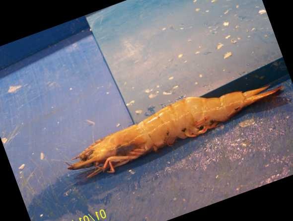 Shrimp Labeled Image Dataset | images.cv