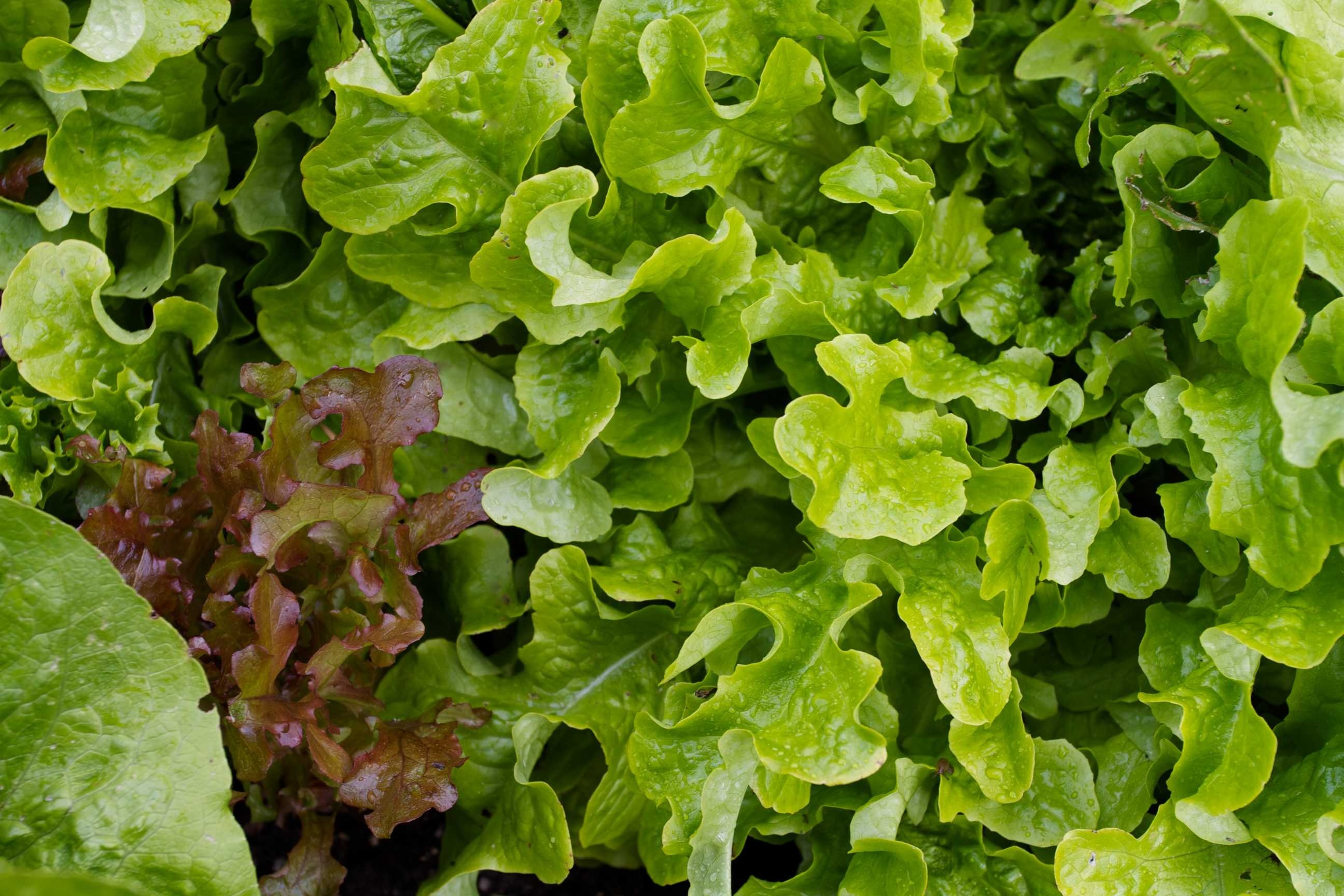 Lettuce Labeled Image Dataset | images.cv