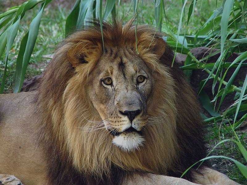 Lion Labeled Image Dataset | images.cv