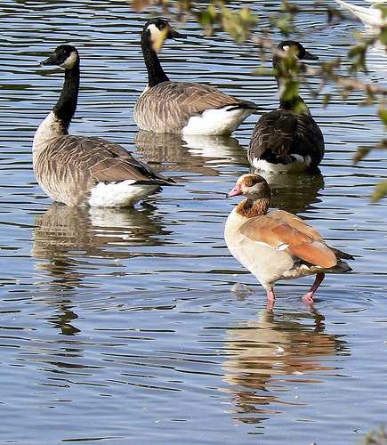 Goose Labeled Image Dataset | images.cv