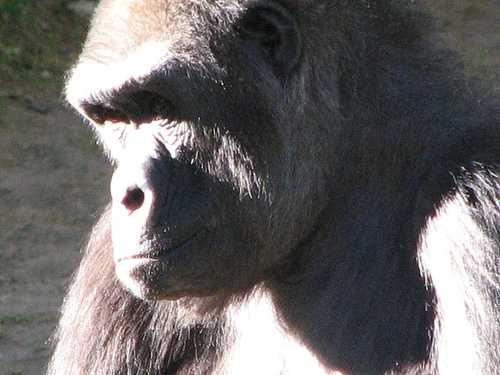 Gorilla Labeled Image Dataset | images.cv